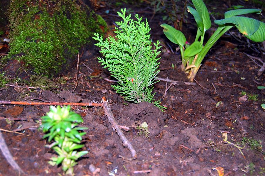 Flere planter i min skog.. / More plants in my forest..