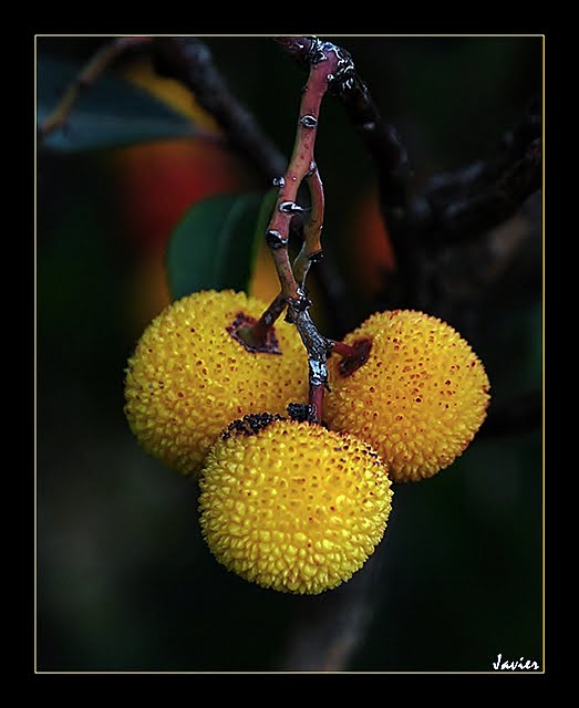 Eminentemente visual.: Madroño. (Flor y fruto.)