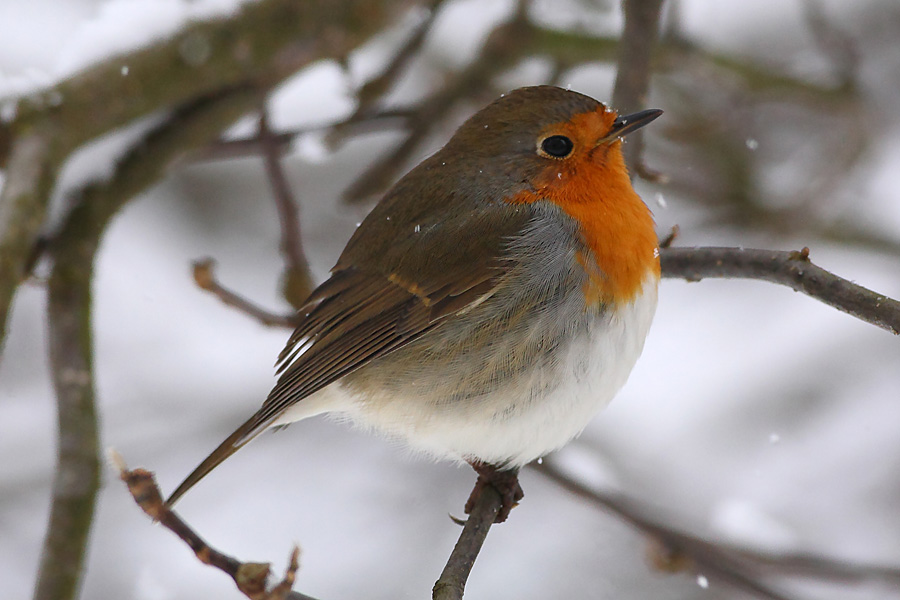 FREE BIRDS/ svobodne ptice: PTIČJA KRMILNICA