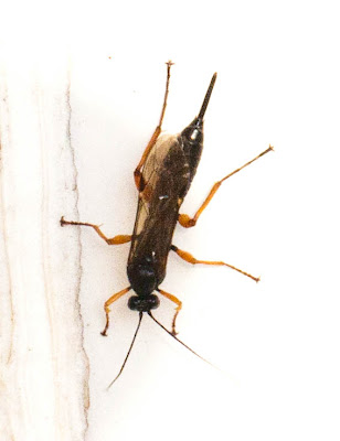 jabblog: October 2010