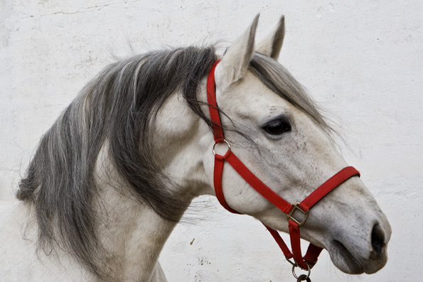 JL LEAL PHOTOGRAPHY: Cabeza de caballo. Horsehead