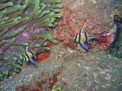 An Exciting Bubble Making Adventure...: December 2006