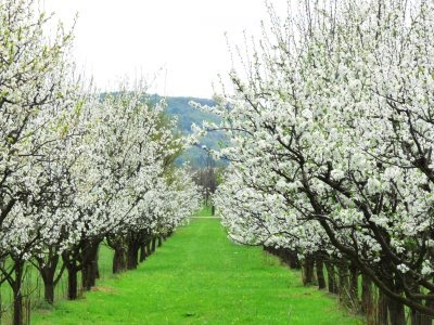 Șerbeşti Vrancea: La livada