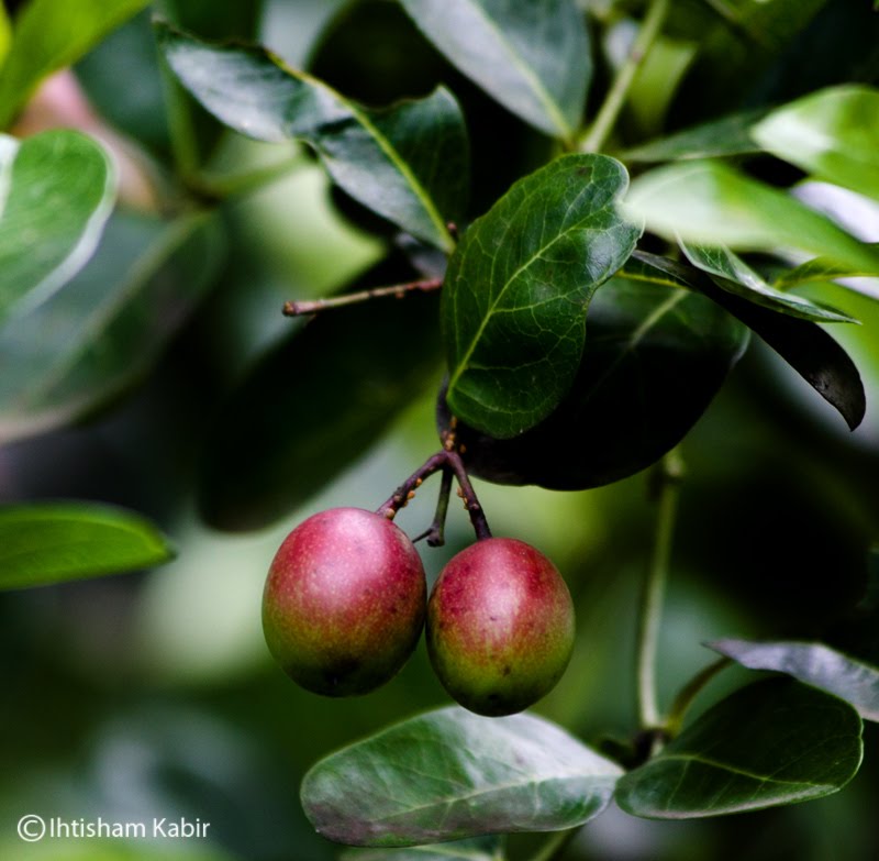 Back to Bangladesh: 21 from 2010