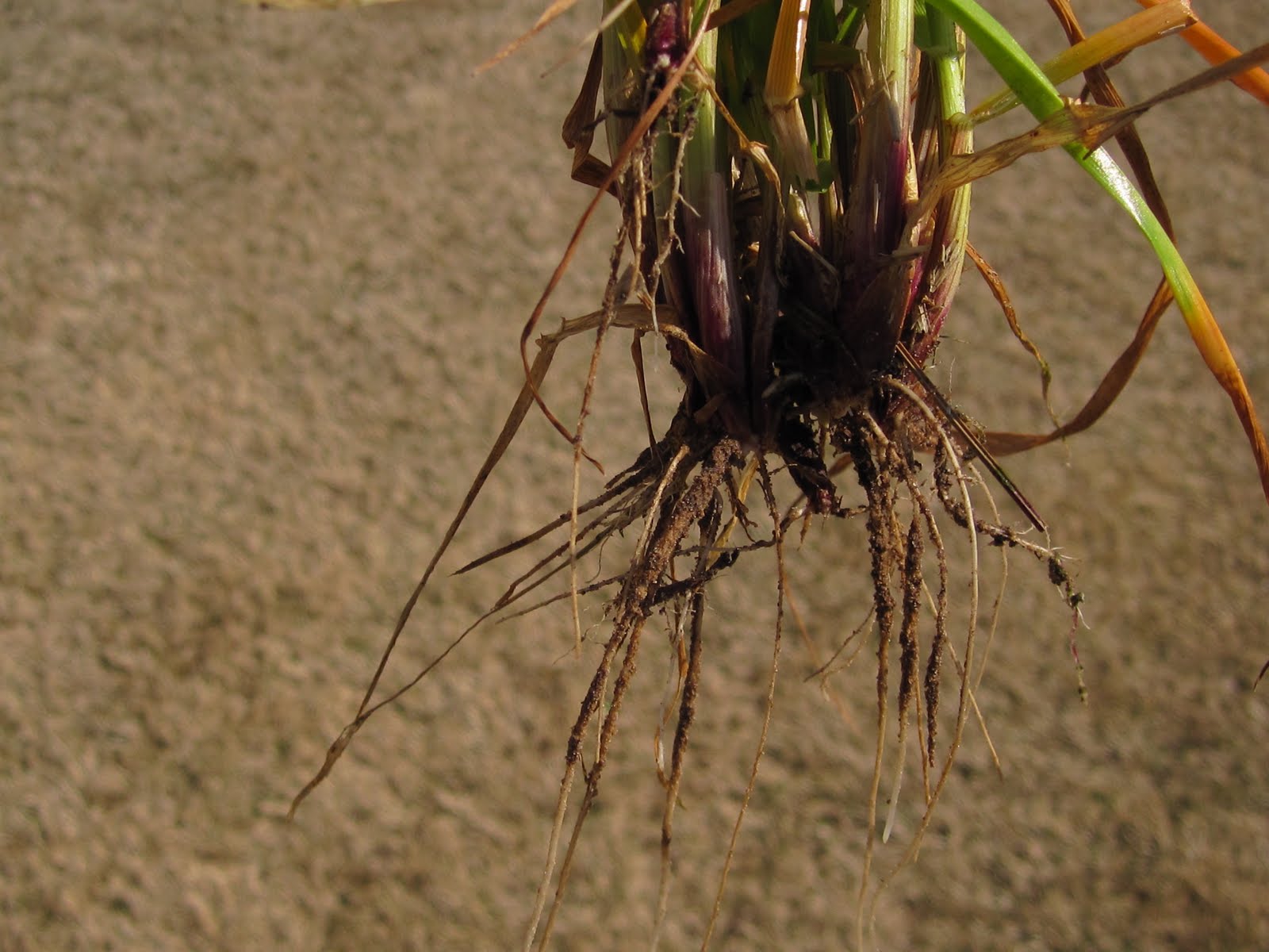 Squire Creek Grounds: Weed Control with Preemergence Herbicides