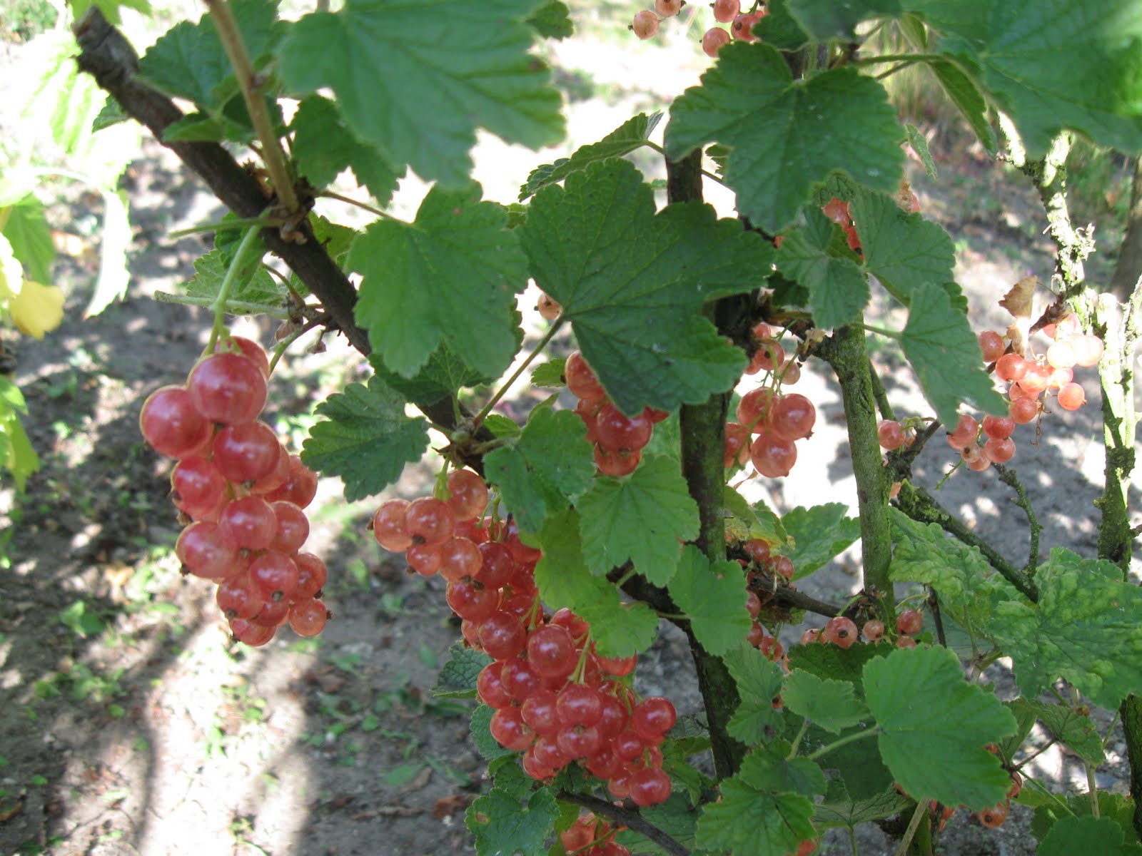 LE JARDIN DE VIVIANE: Les petits fruits rouges