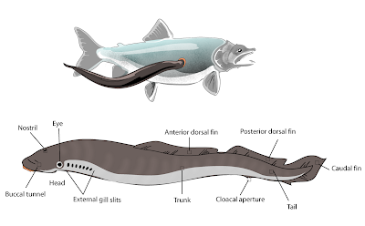 Analyze everything: The Chestnut Lamprey
