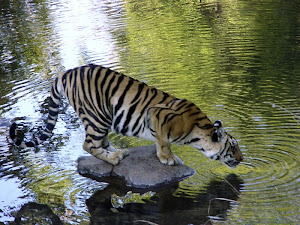 Tigrisek Birodalma: Bengáli Tigris