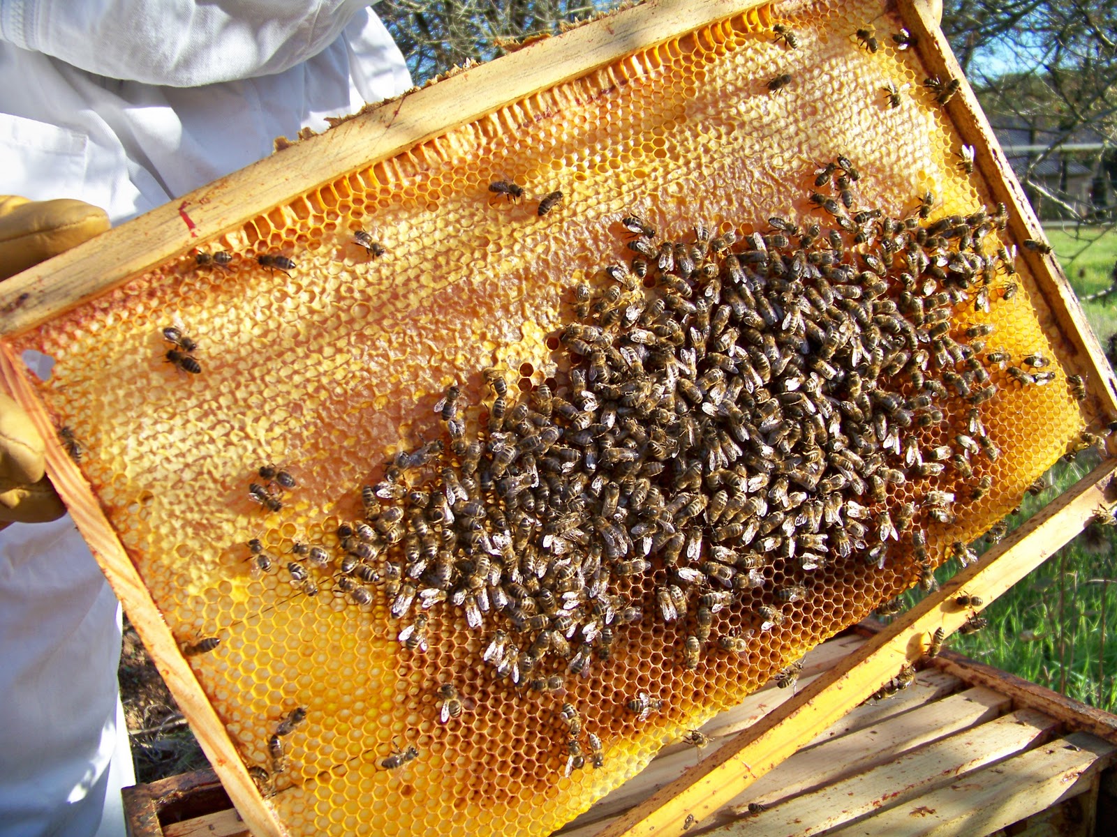 ASSOCIATION L' ABEILLE VERTE: Apiculture