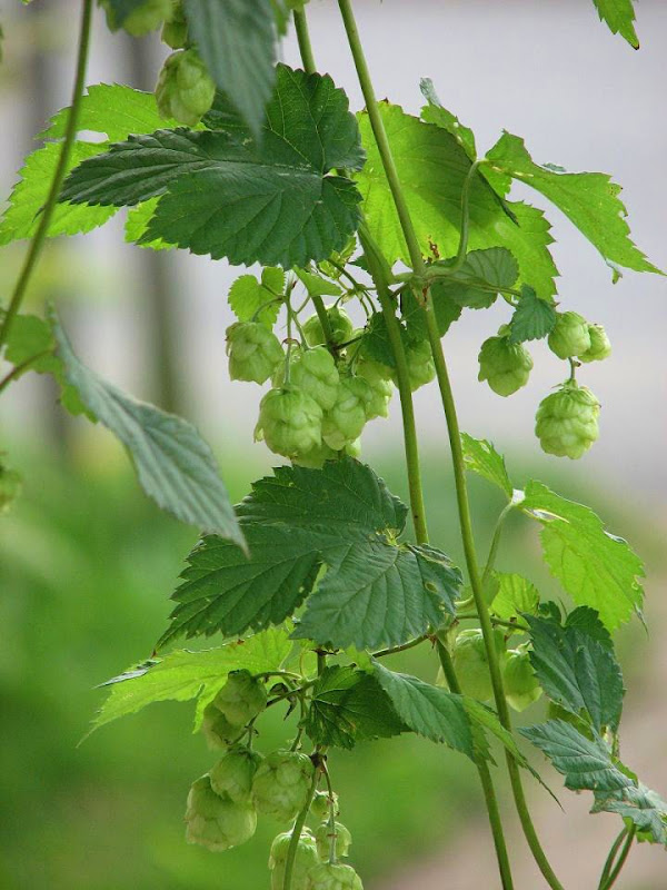 LILLA BLANKA: Humle ~ Hop