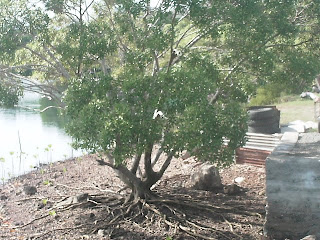 Malum Nalu: Pictures of Bootless Bay, Port Moresby, Papua New Guinea