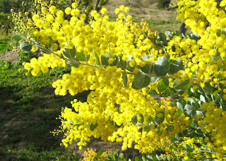 Malum Nalu: Wattle bark
