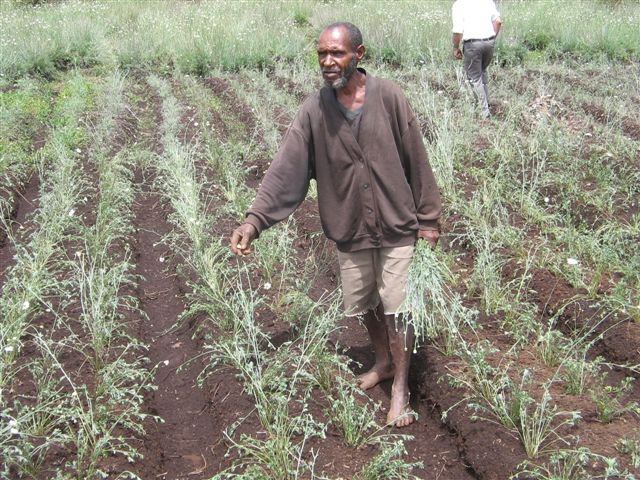 Malum Nalu: Pyrethrum a re-emerging cash crop for high altitudes for ...