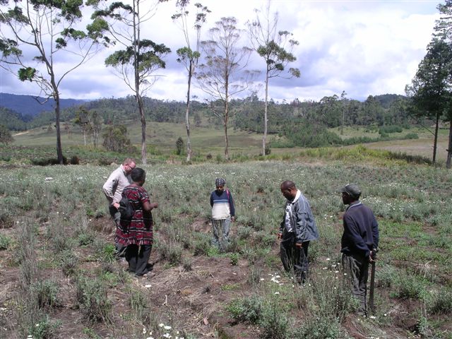 Malum Nalu: Reviving the pyrethrum industry in Papua New Guinea