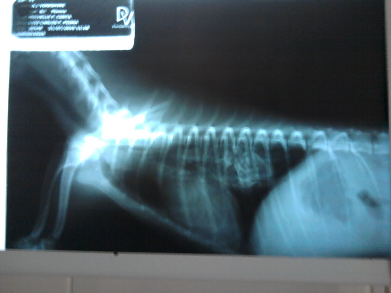 Neurologia Veterinária: Caso de MEGAESÔFAGO