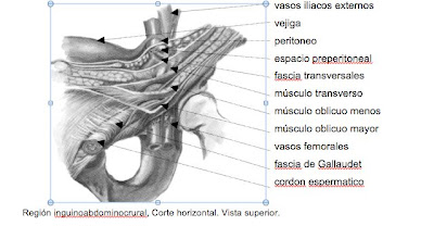 CIRUGIA MARIA CURIE: CLASE "ANATOMÍA DE LA REGIÓN INGUINAL EN EL ACCESO ...
