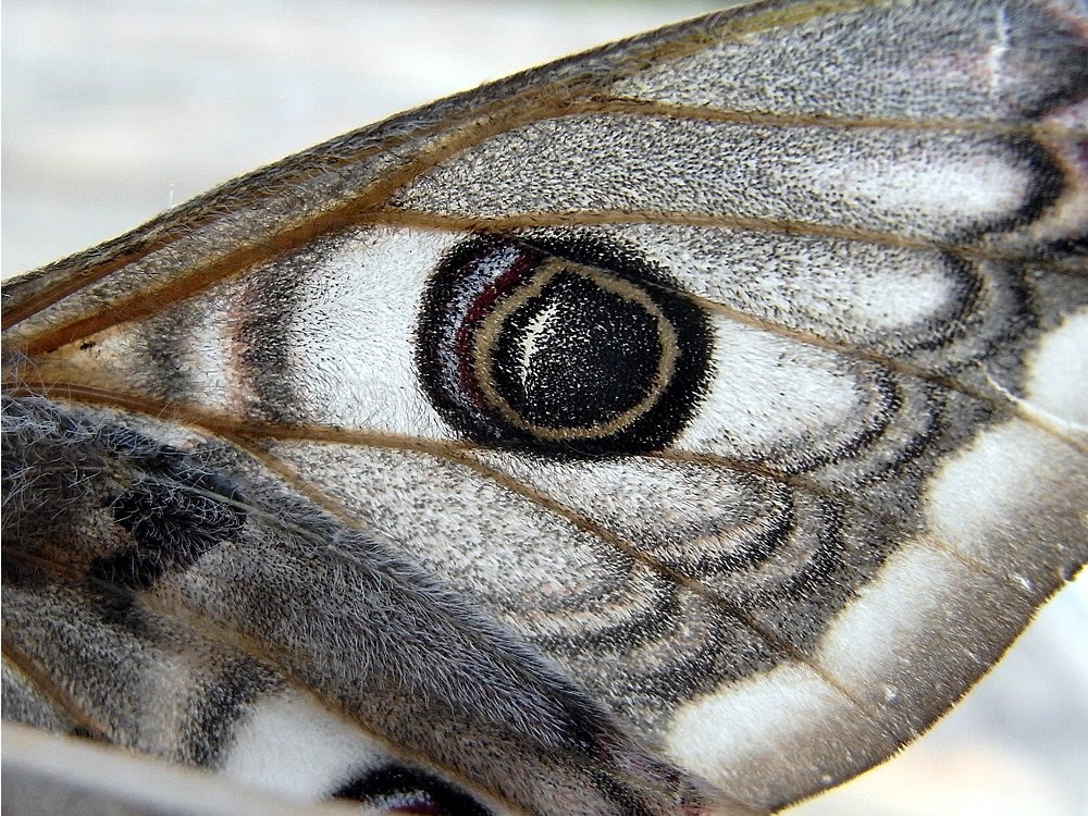 magslluqana: Emperor Moth, Orton Waterville, 28 April 10