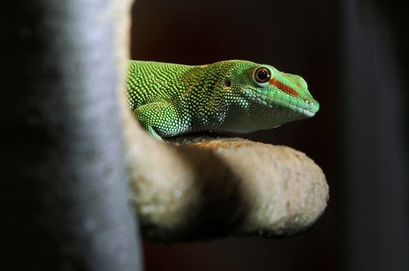 Rodrigues Giant Day Gecko