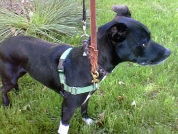 Flyball Prop-a-Ganda flyball blog: Controlling the Beast