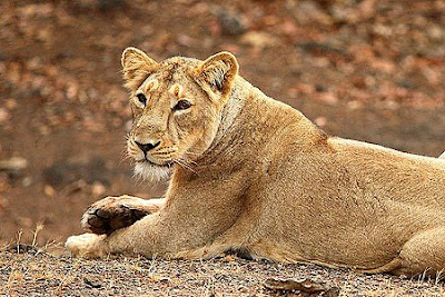 India Travel | Wildlife India | India’s Famous Places: Asiatic lions ...