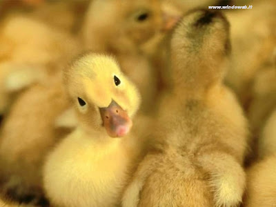 senso della vita: Paperotti di tutto il mondo, UNITEVI!