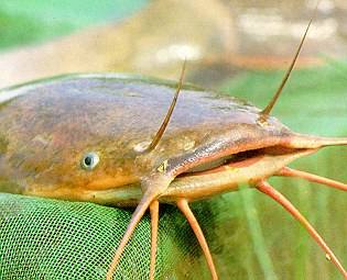 Rosario Collico Savio - Cuentos y Relatos: EL BAGRE