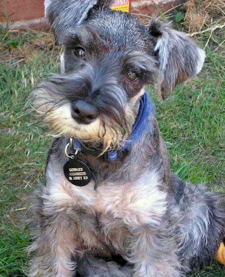 Virginia Sureda: SCHNAUZER