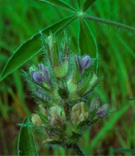Bur Oak Blog: Plant of the Week