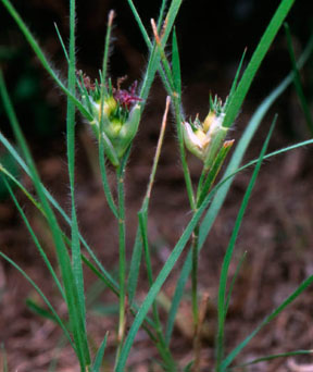 Bur Oak Blog: Plant of the Week