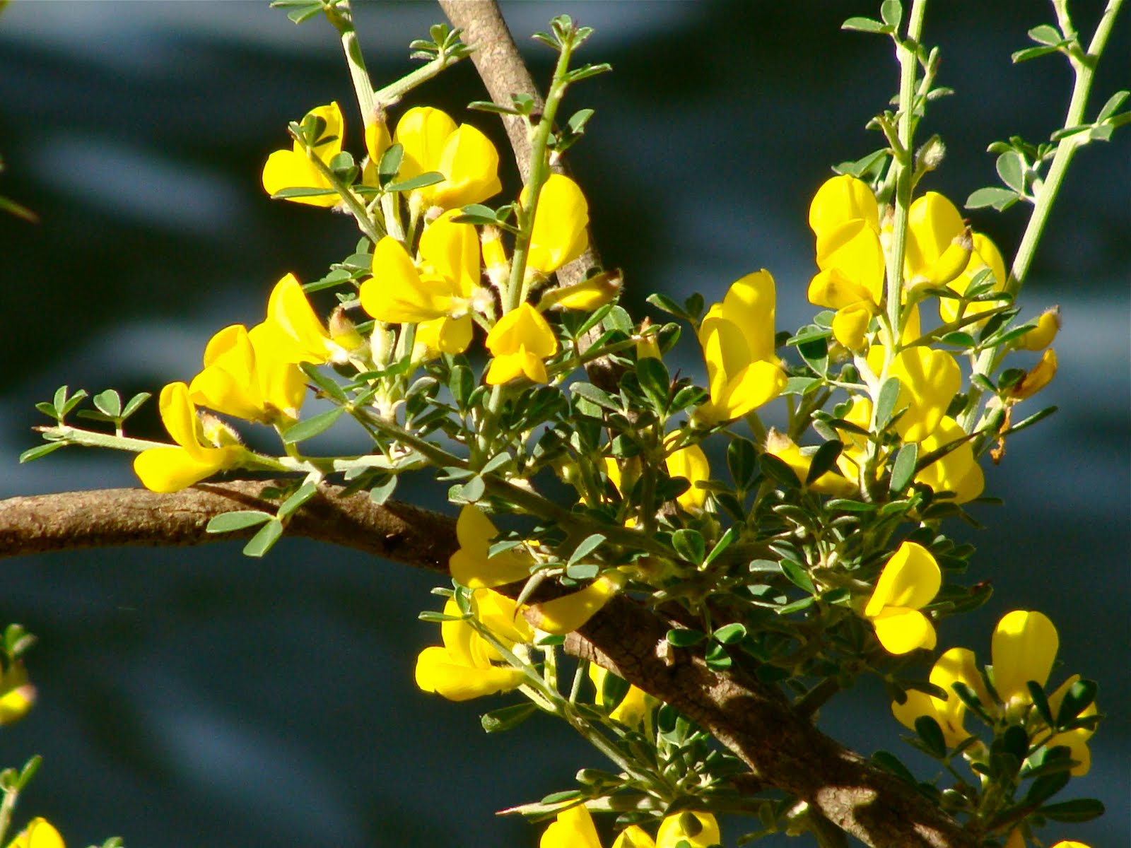 ARO.BOS: AULAGA/ GENISTA/ Vulgo, "Albulaga"