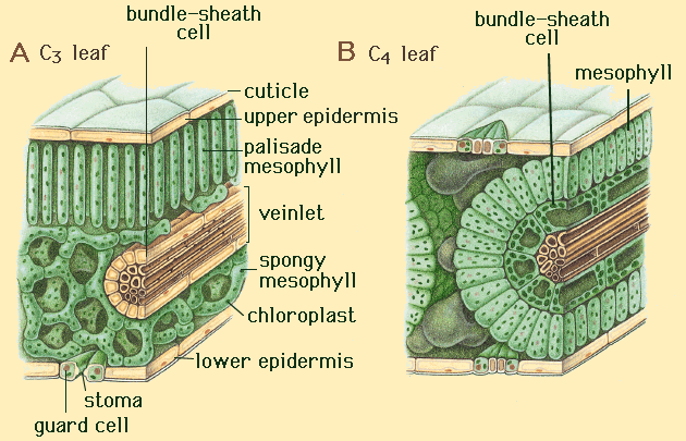 saribiologi: anatomi daun