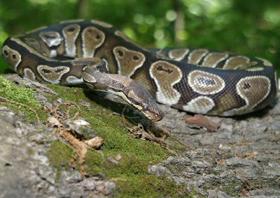 World Bird Sanctuary: Adopt a Snake spotlight (Monty the Ball Python)
