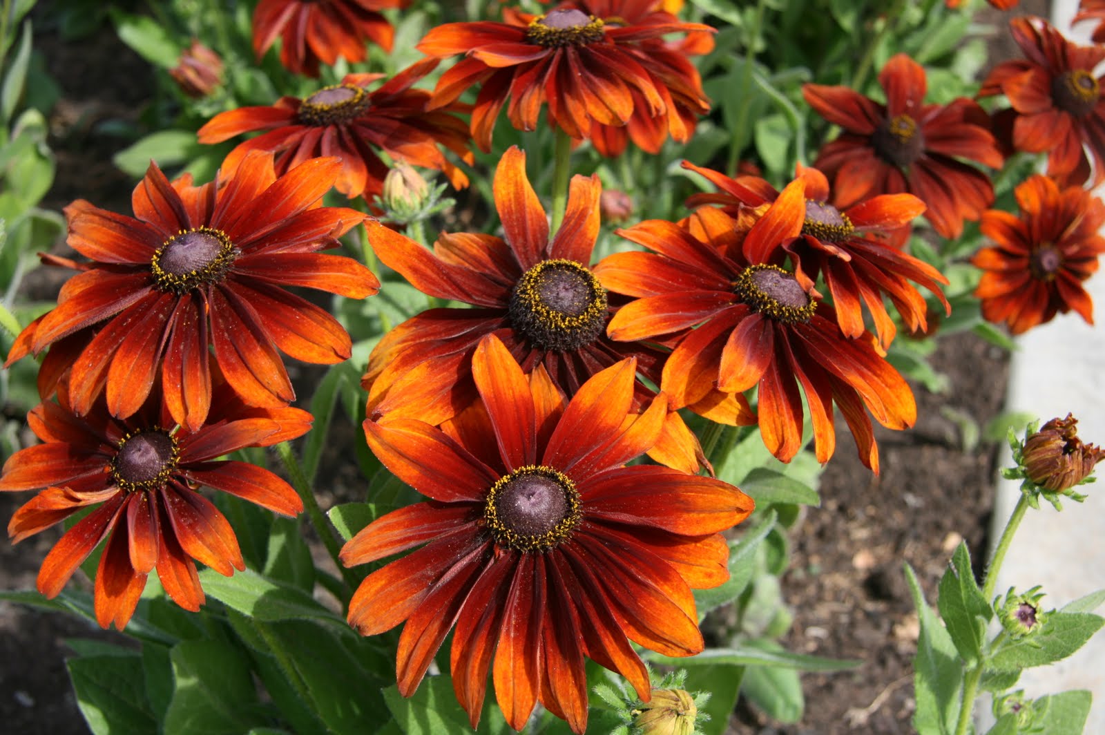 Rudbeckia on Pinterest | Black Eyed Susan, Perennials and Sun