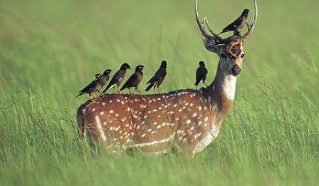 I want it... The Pinoy Style: Rare, Wild and Endangered... Philippine ...