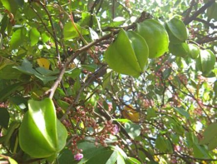 I want it... The Pinoy Style: 100% Tatak Pinoy