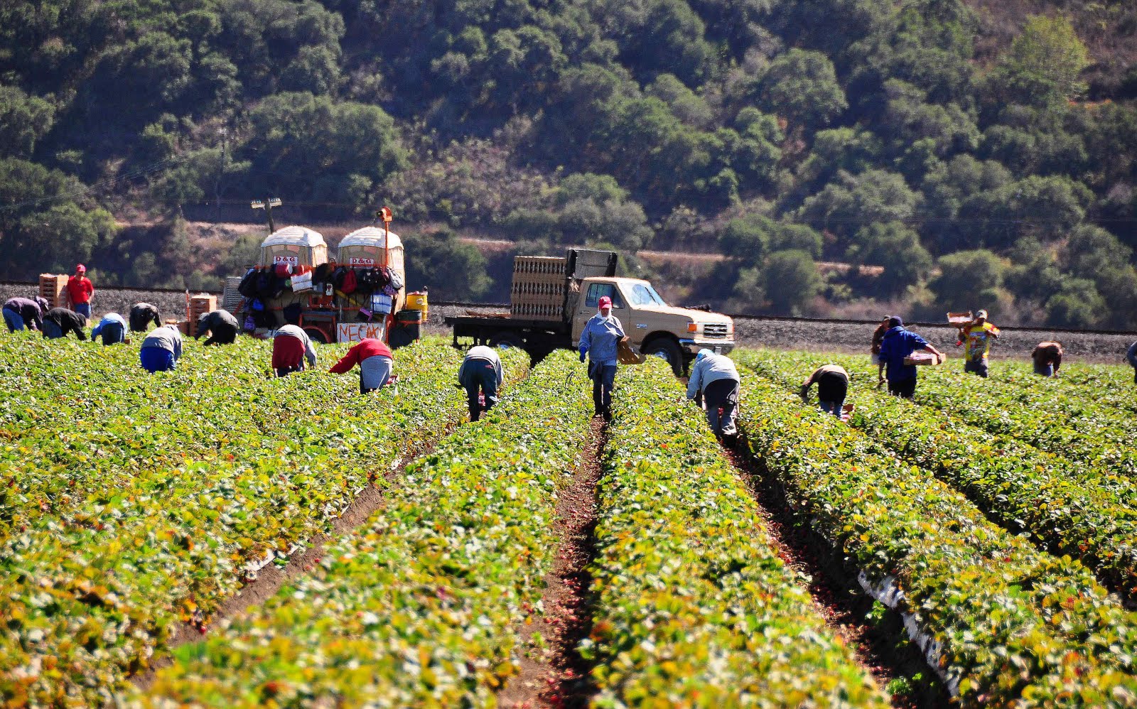 Nikon Sniper: Harvesting Crops