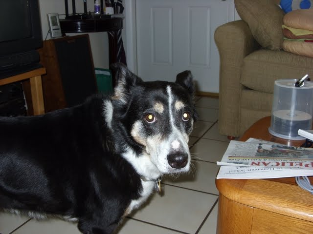 Rambling Moose: Border Collies can be Lousy Watch Dogs