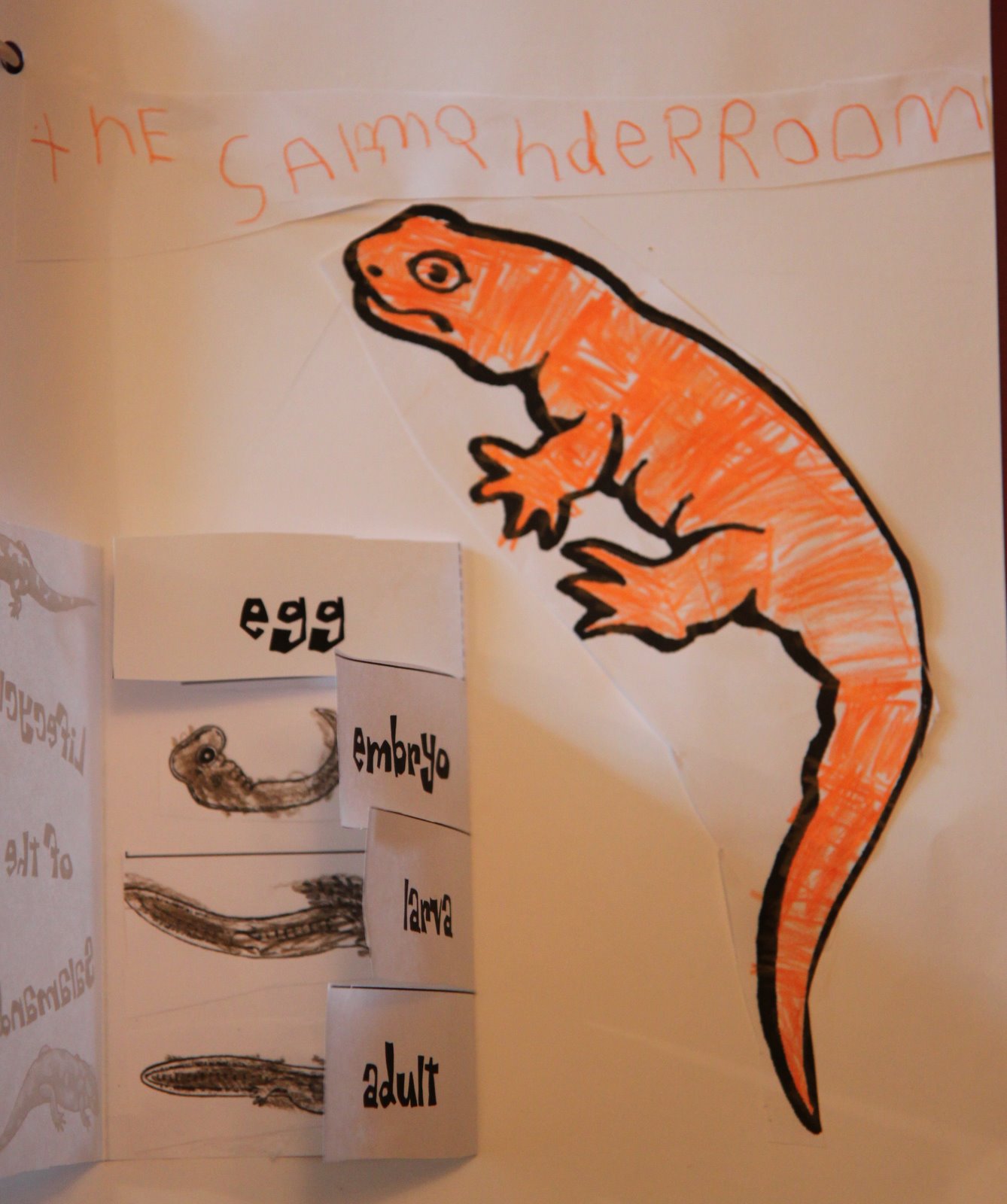 Finding Joy on the Journey: Salamander Room
