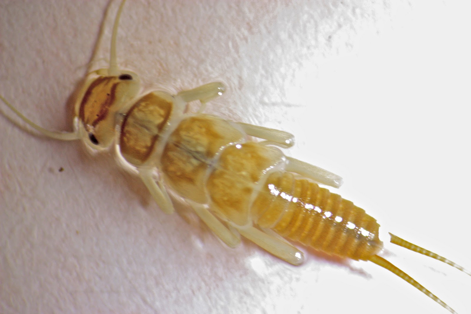 Aquatic Insects of Central Virginia: Perlodid Stoneflies (family ...