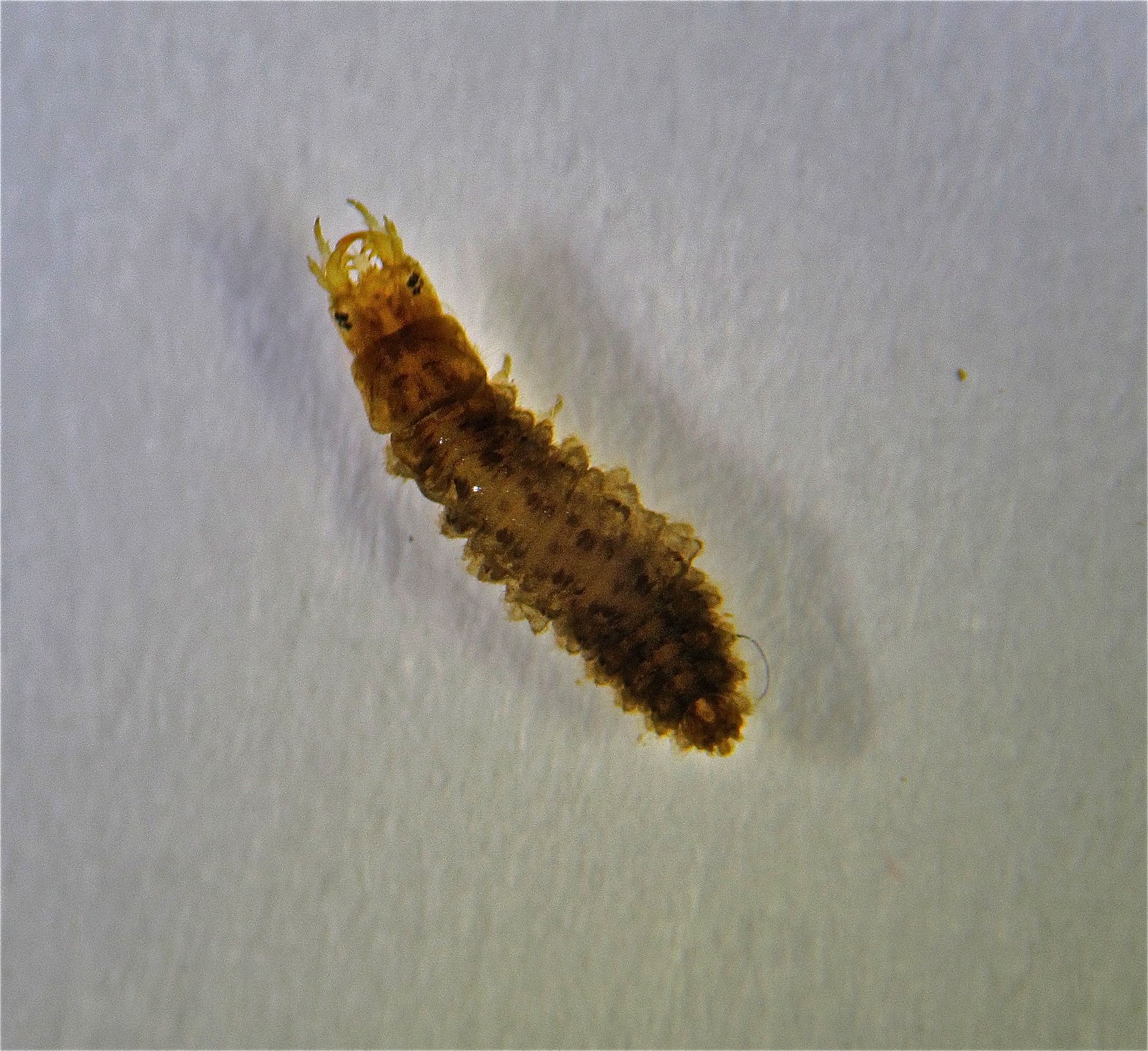 Aquatic Insects of Central Virginia: Aquatic Beetles (Coleoptera)