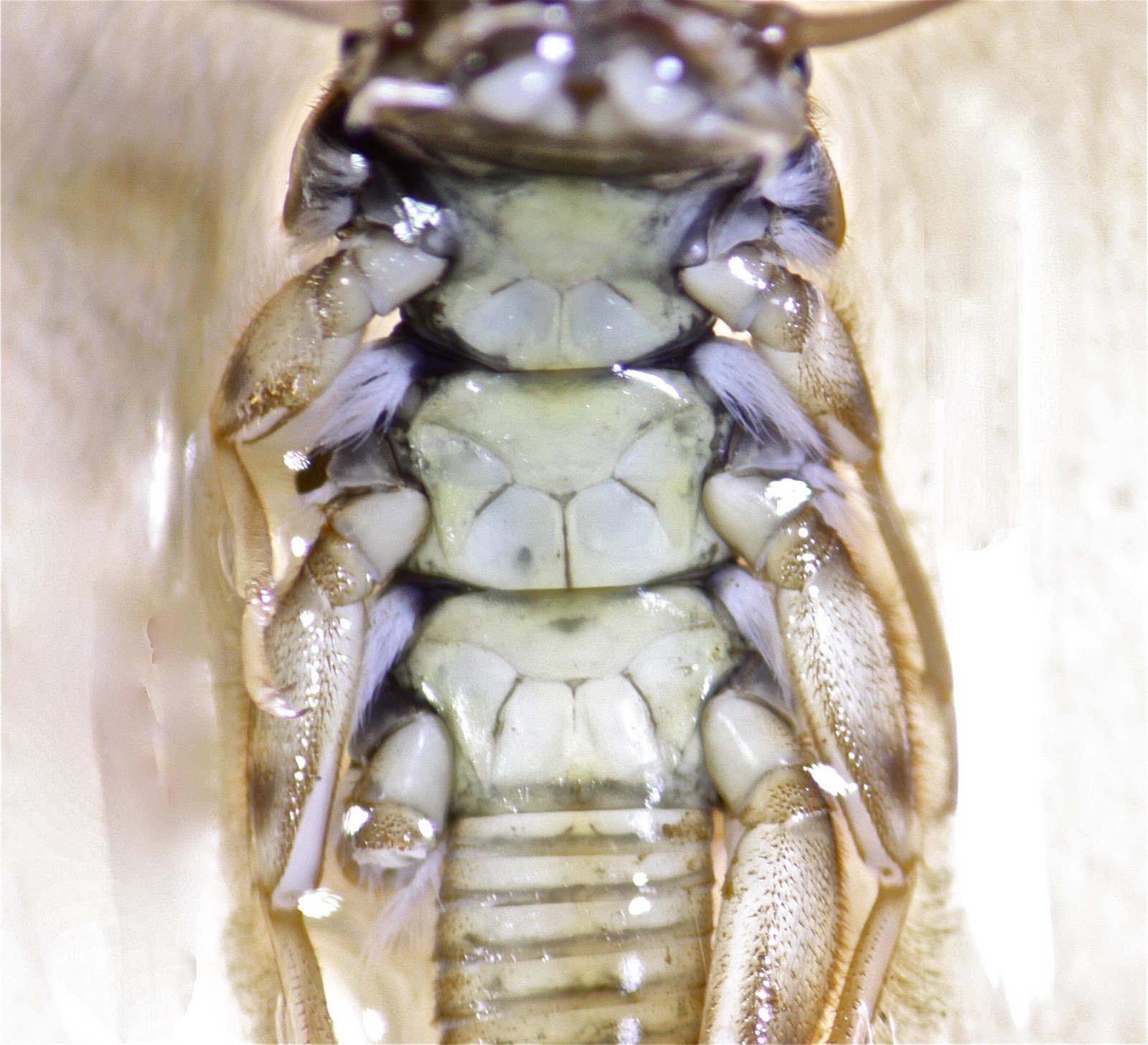 Aquatic Insects of Central Virginia: Common Stoneflies (family: Perlidae)