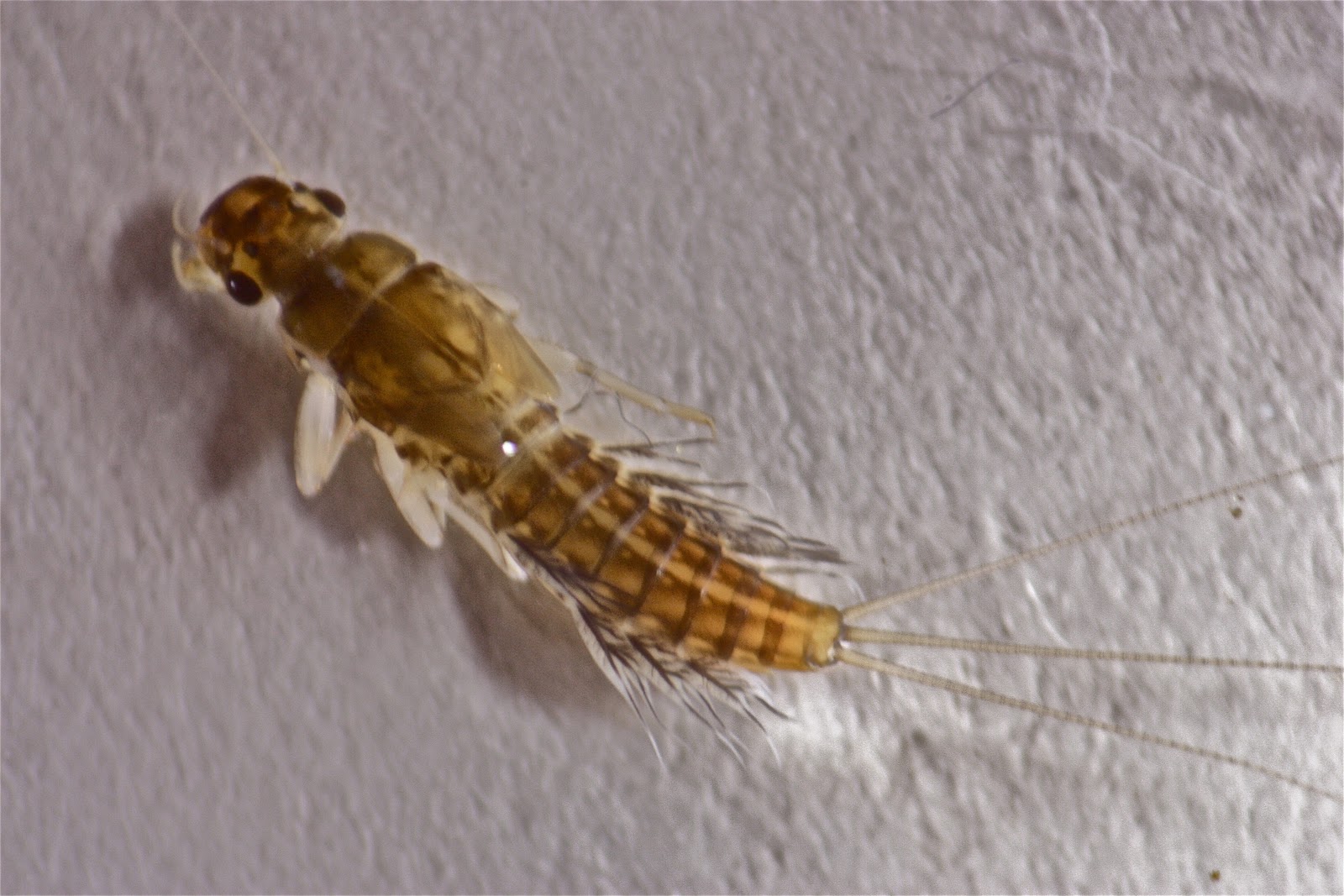 Aquatic Insects of Central Virginia: Long Island Creek: "Prong-gilled ...
