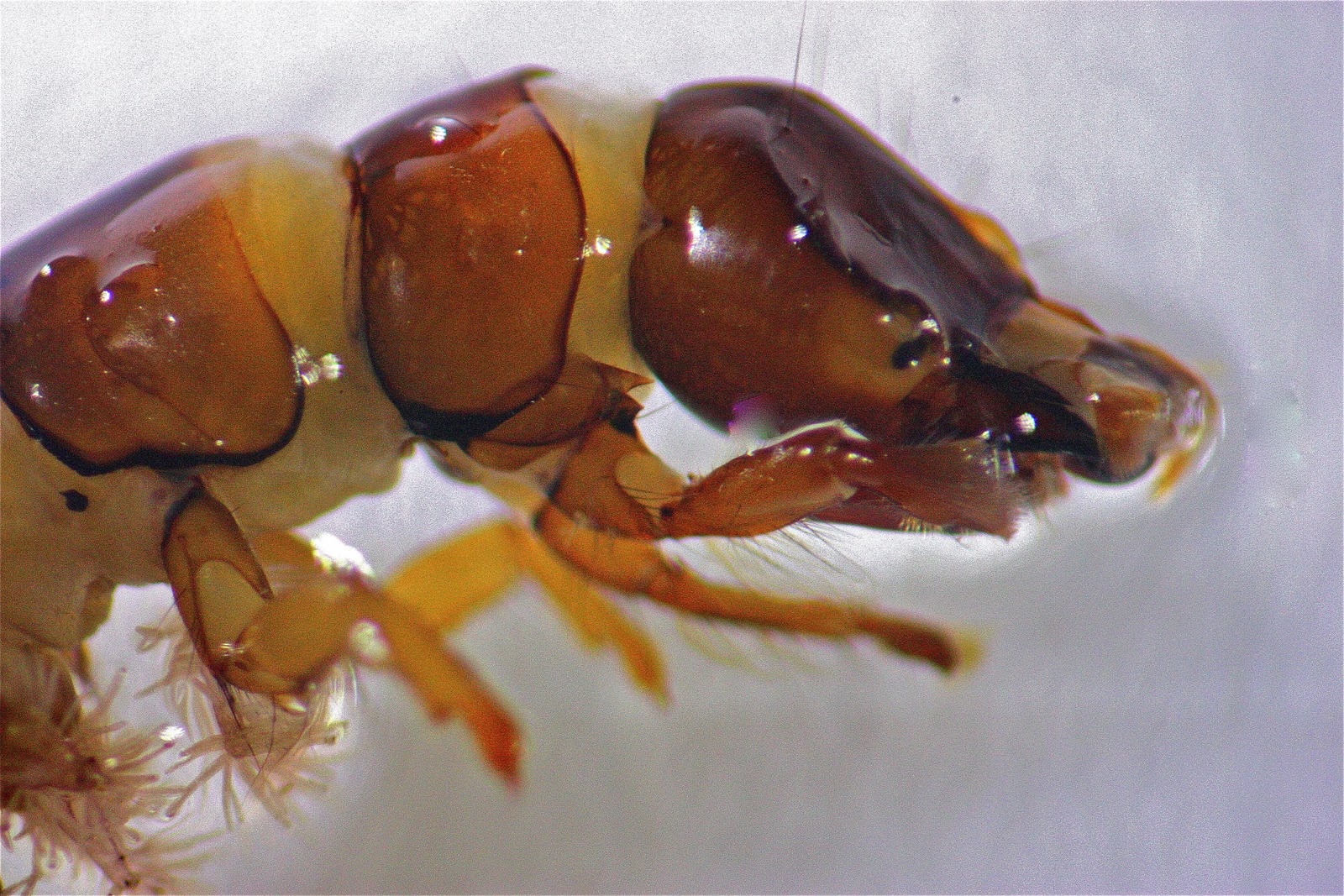 Aquatic Insects of Central Virginia: The "Common Netspinner" Caddisfly ...