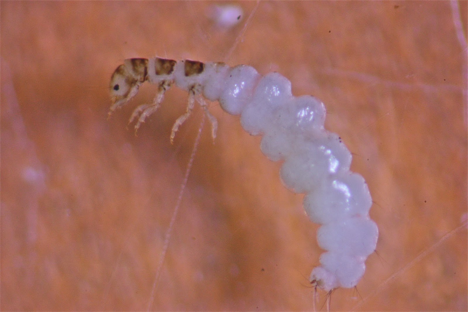 Aquatic Insects of Central Virginia: Micro Caddisflies (family ...