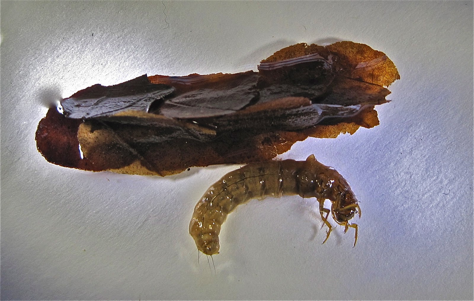 Aquatic Insects of Central Virginia: The "Northern Case Maker" (family ...