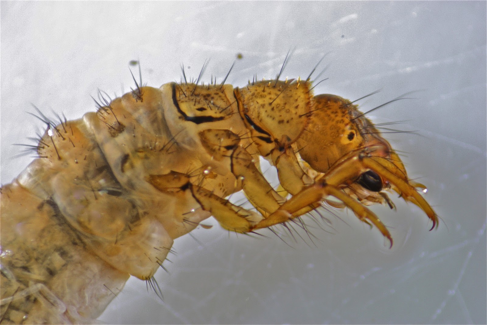Trichoptera Larvae Casing