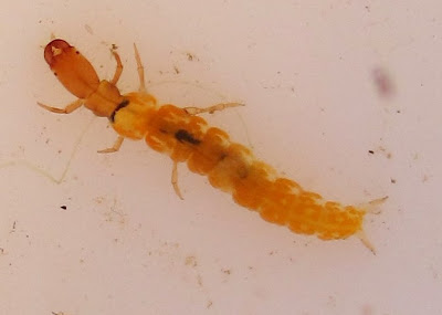 Aquatic Insects of Central Virginia: Fingernets (family: Philopotamidae ...