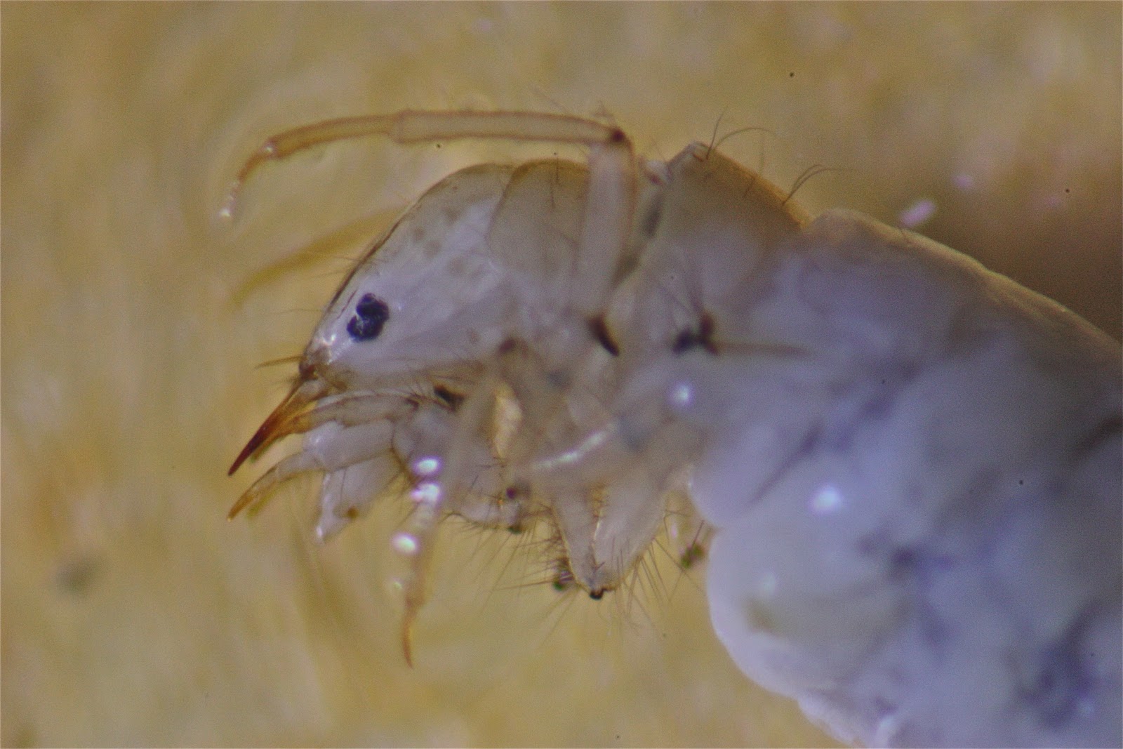 Aquatic Insects of Central Virginia: The "Long-horned Case Maker Caddis ...
