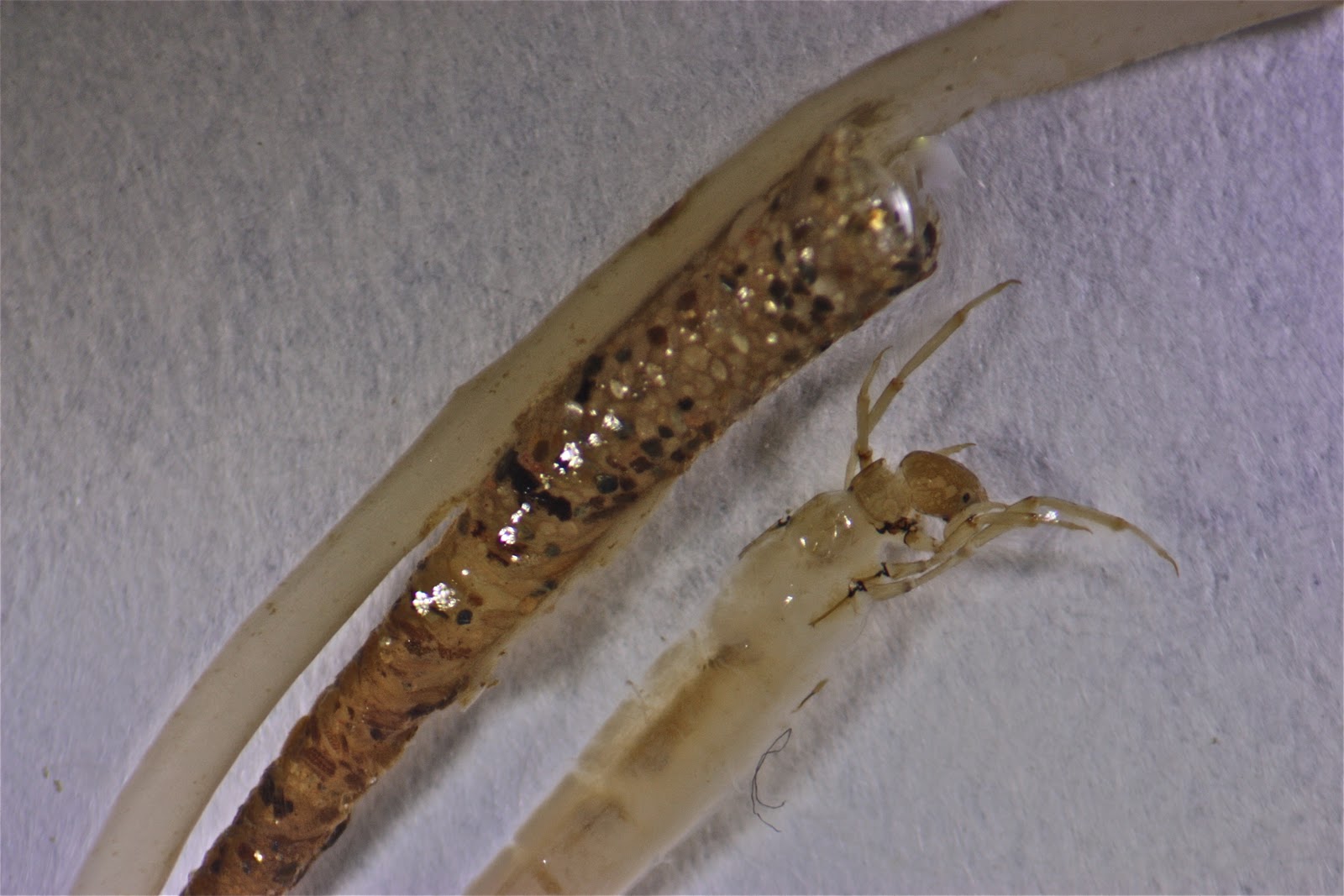 Aquatic Insects of Central Virginia: The "Long-horned Case Maker Caddis ...