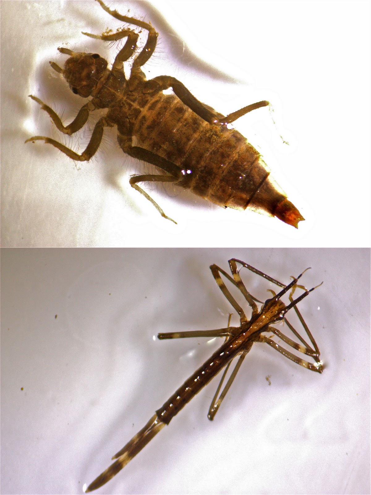 Aquatic Insects of Central Virginia: "Dragons and Damsels": Odonata, Pt. I.